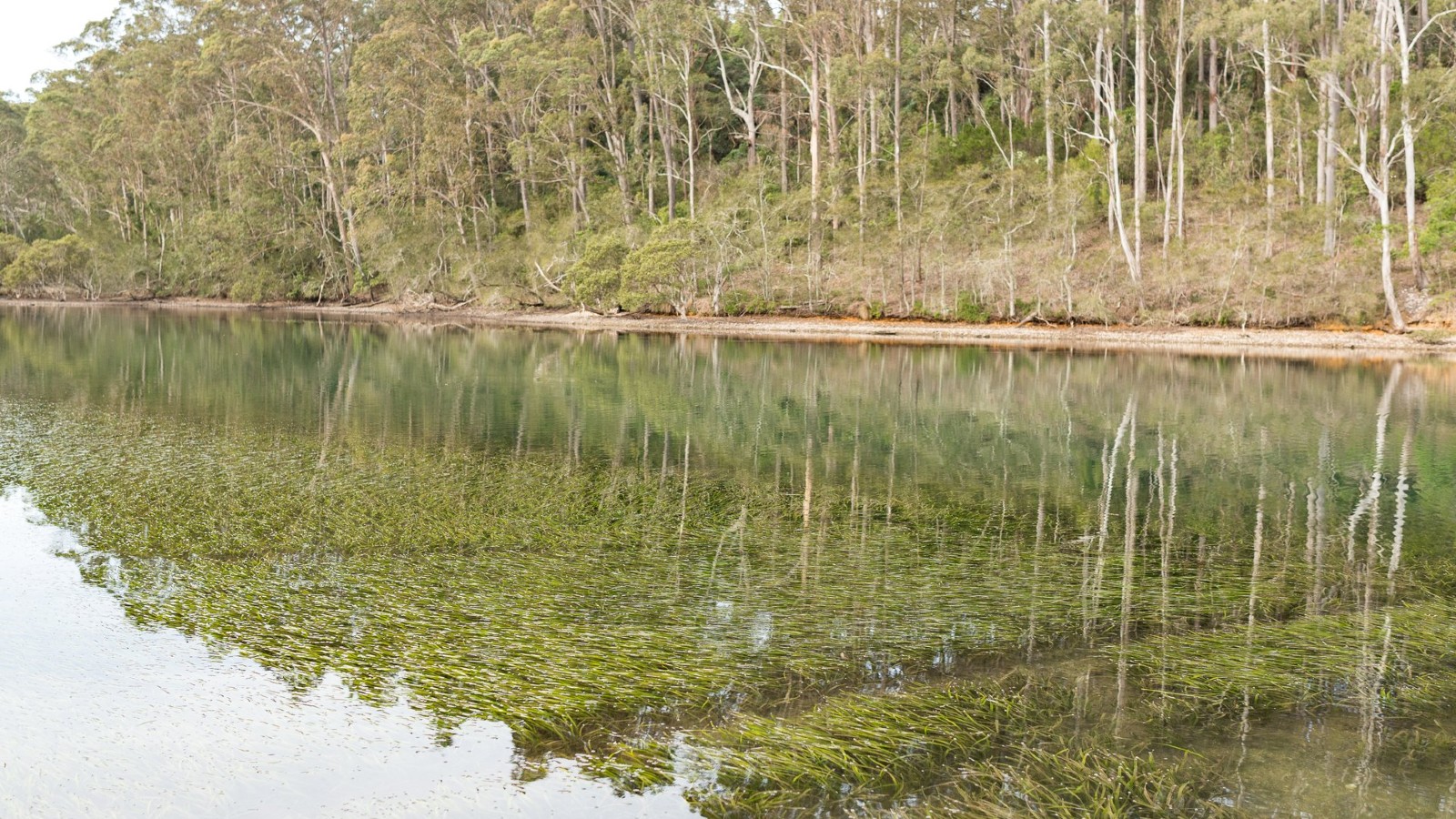 Estuary health and water quality monitoring | Eurobodalla Council